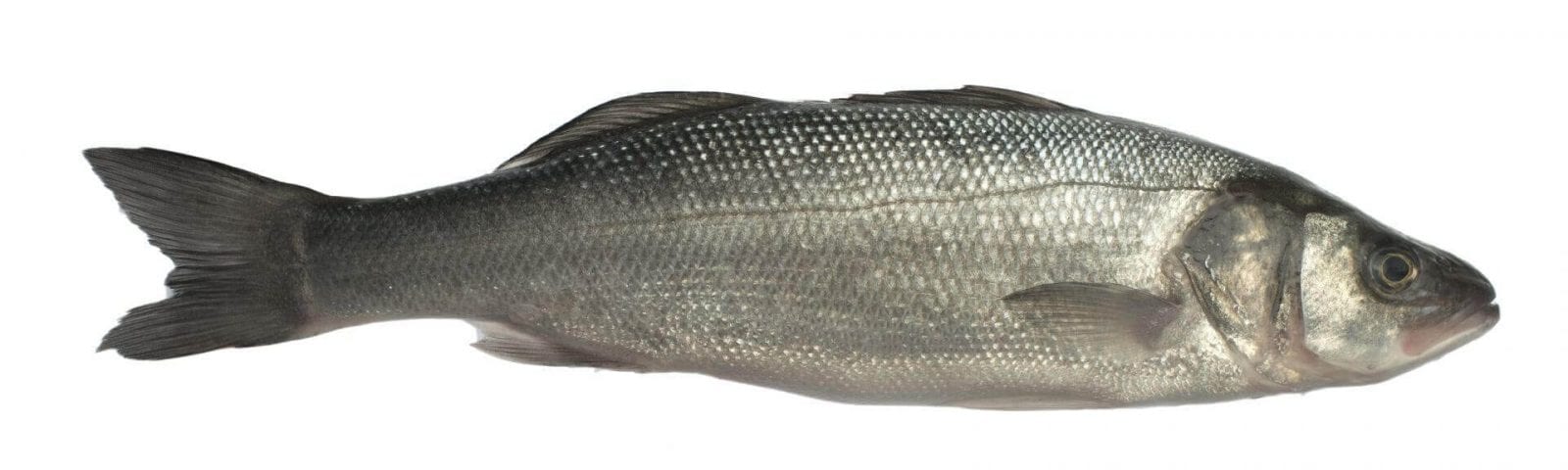 Zeebaars fileren (video) - Foodtube.nl